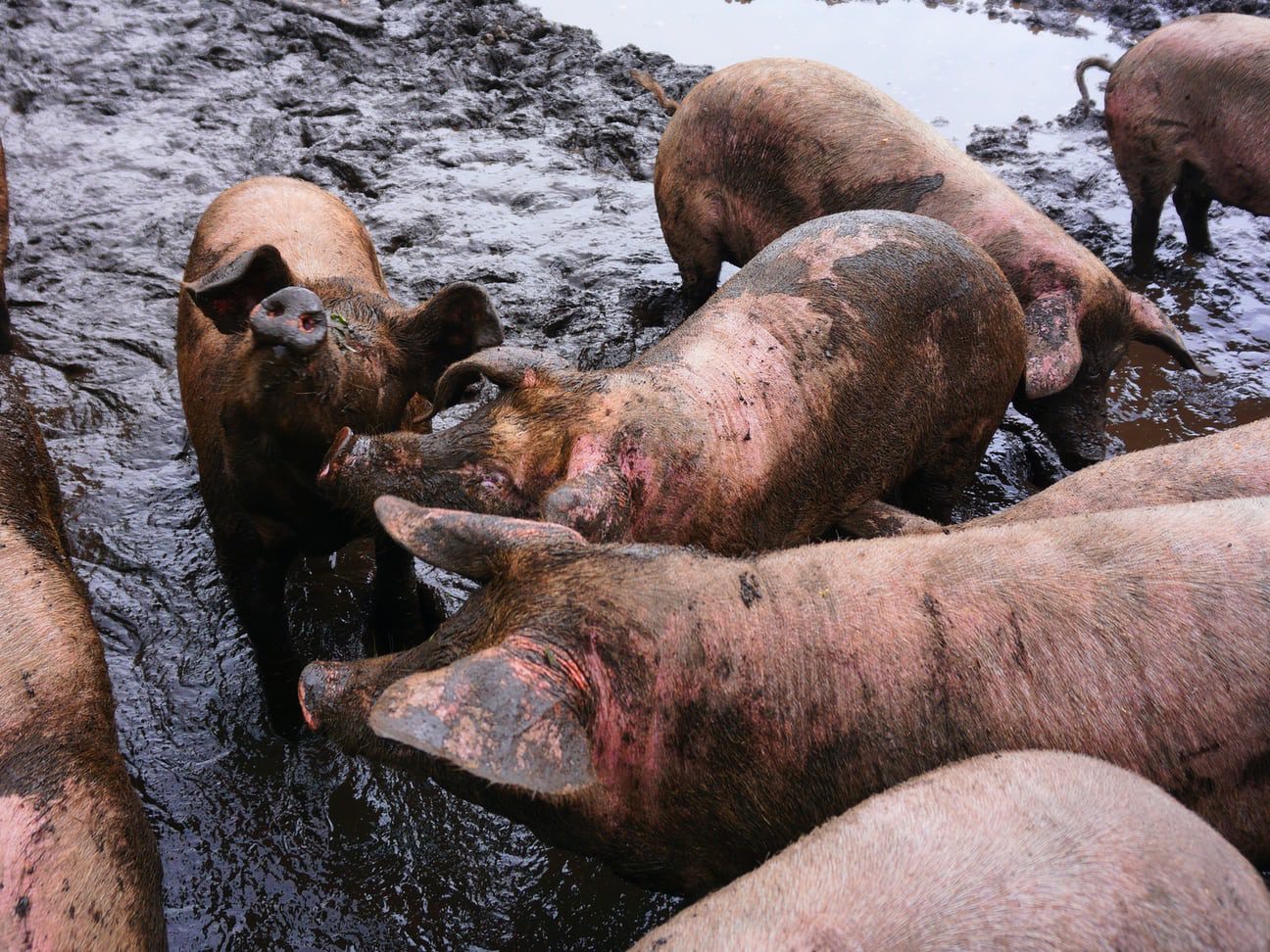 The Glossary of Pig Farming Terminology | Modern Frontierswoman