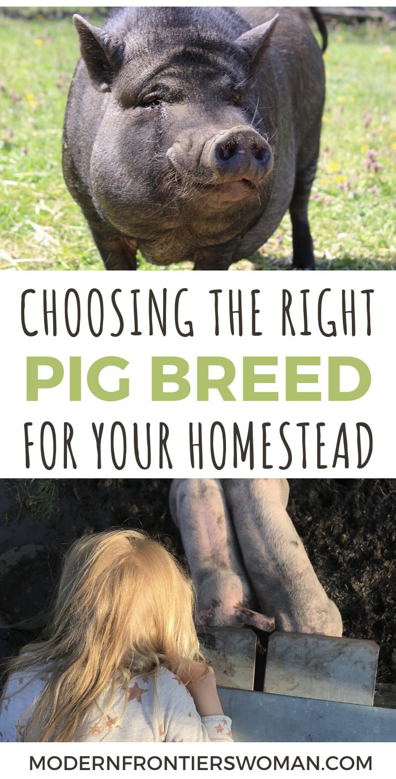 Choosing the Right Pig Breed for your Homestead | Modern Frontierswoman