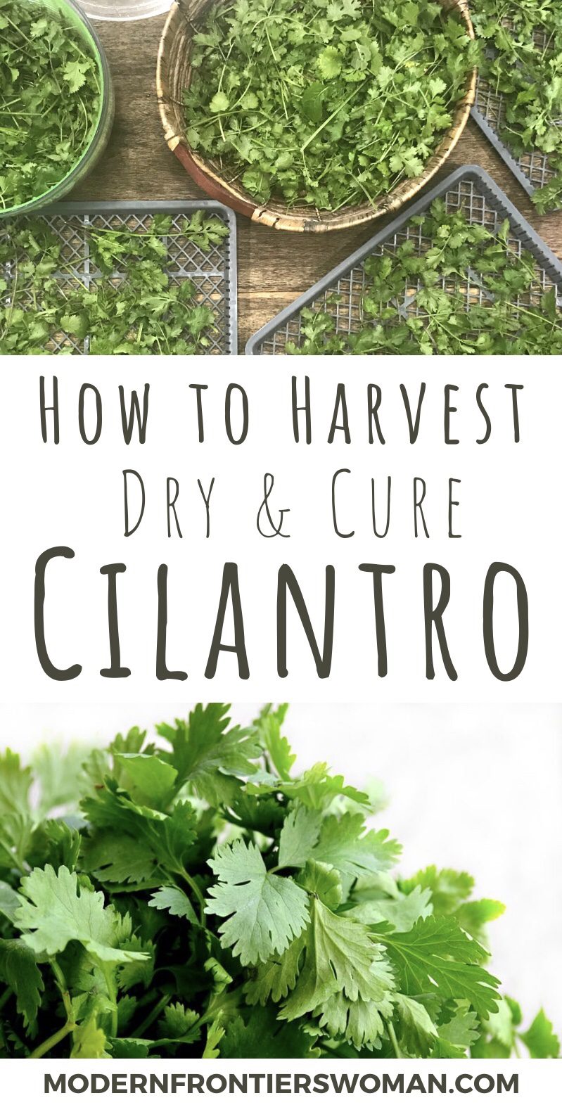 How to Harvest, Dry and Cure Cilantro | Modern Frontierswoman